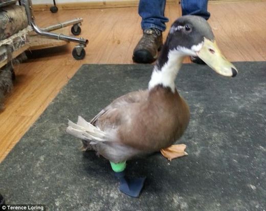Dudley The Duck Gets A (3D Printed) Prosthetic Leg Kids News Article