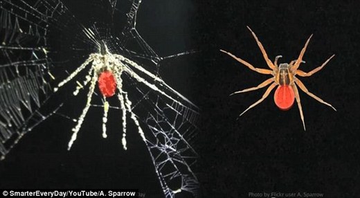 Crafty Spiders Build Decoys Of Themselves To Fool Predators Kids News ...